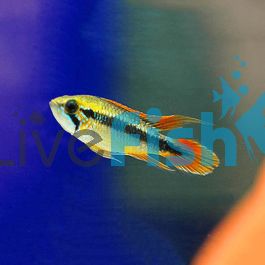 Apistogramma Agassizi Double Red delivered to your door in Australia