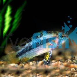 Apisto Norberti - Wild Caught 3cm "Delivered to your door in Australia''