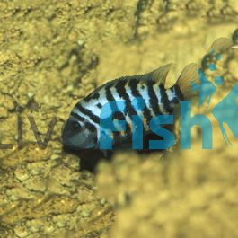 fish called convicts