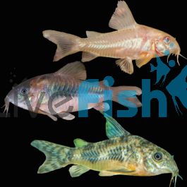 Assorted Corydoras 3.5cm