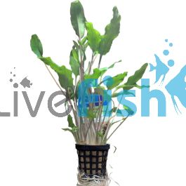 Cryptocoryne - Assorted Large Pot "Delivered to your door in Australia''