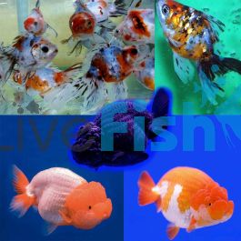 Assorted PREMIUM Fantail - Small "Delivered to your door in Australia''