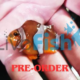 2x Balloon Clownfish 3cm | Fast Delivery Australia-wide