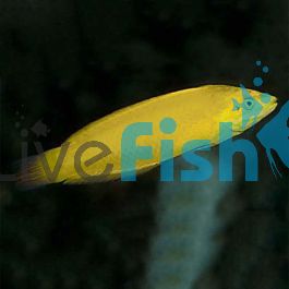 Banana Wrasse - Medium "Delivered to your door in Australia''
