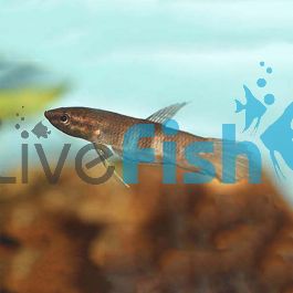 BETTA KRATAIOS "Delivered to your door in Australia''