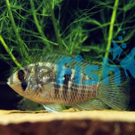 Blue Acara Columbia - Wild Caught 3.5cm "Delivered to your door in ...