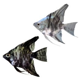 Blue Marble Angelfish 4cm "Delivered to your door in Australia''