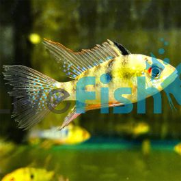 Blue Ram Longfin 5cm | Fast Delivery Australia-wide