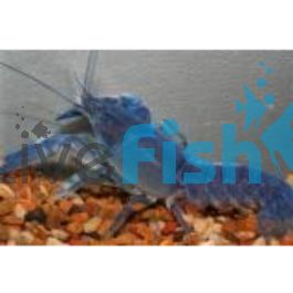 Blue Yabbies 5cm