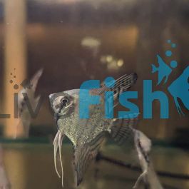 Blue Zebra Pinoy Angelfish 6cm "Delivered to your door in Australia''