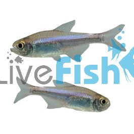 Blueberry Tetra 4cm "Delivered to your door in Australia''