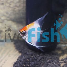 Red Devil Angel Fish 4.5cm "Delivered to your door in Australia''