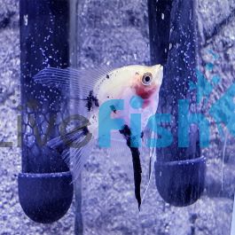 blushing angel fish