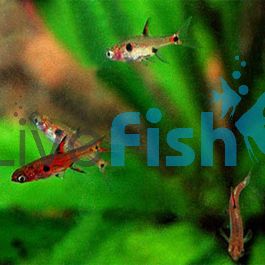 Rasbora Maculata 1cm "Delivered to your door in Australia''