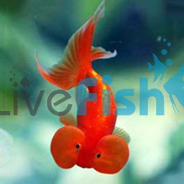 Assorted Bubble Eye 10cm | Fast Delivery Australia-wide
