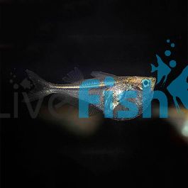 Dwarf Glass Hatchet Fish 3.5cm "Delivered to your door in Australia''