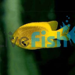 Heraldi Angelfish MED "Delivered to your door in Australia''