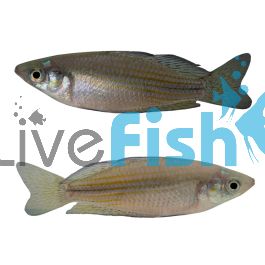 30x Rainbow Mary Chequered 5-6cm "Delivered to your door in Australia''