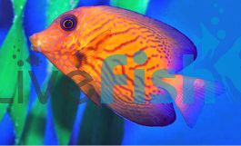 Chevron Tang MED