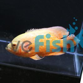 Chilli Red Oscar 18cm "Delivered to your door in Australia''