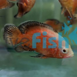 Chilli Red Oscar 9cm "Delivered to your door in Australia''