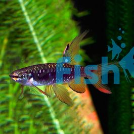 Splashing Tetra 4cm "Delivered to your door in Australia''