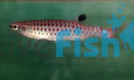 Splashing Tetra 3cm