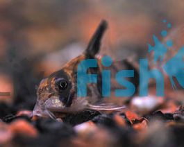 Corydoras Reynoldsi Bumble Bee Cory Delivered to your door.