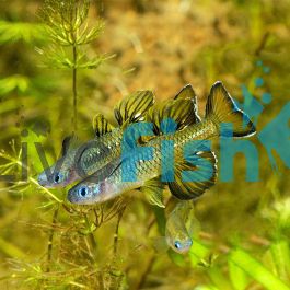 Delicate Blue Eyes 3cm "Delivered to your door in Australia''