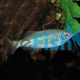 Giant Danio 4cm | Fast Delivery Australia-wide