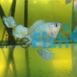 blue gourami
