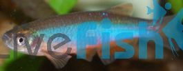 Neon Danio 3.5cm "Delivered to your door in Australia''