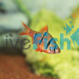 Five Banded Barb 3cm "Delivered to your door in Australia''