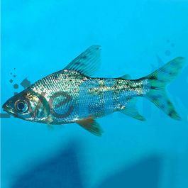 Flagtail Prochilodus Red Fin - Wild Caught 15cm "Delivered to your door ...