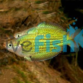 Fly River Rainbow N.G 5cm | Fast Delivery Australia-wide