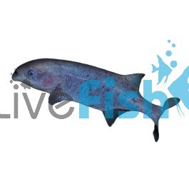 Freshwater Dolphin Nigeria - Wild Caught 9cm | Fast Delivery Australia-wide