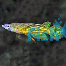 Giant Gold Panchax 4cm "Delivered to your door in Australia''