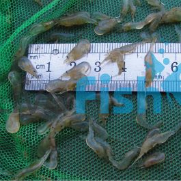 100x Glass Shrimp 1-2cm "Delivered to your door in Australia''