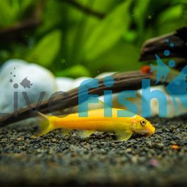 gold hovering catfish