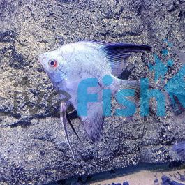 Green Bulgarian Seal Point "Delivered to your door in Australia''