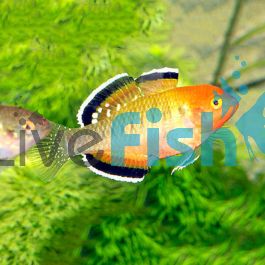 Empire Gudgeon 5cm | Fast Delivery Australia-wide