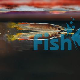 Half Beak 5cm "Delivered to your door in Australia''