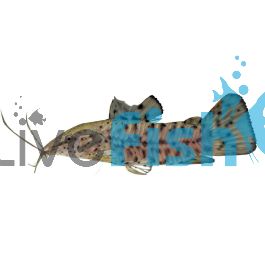 Hoplo Catfish 10cm "Delivered to your door in Australia''