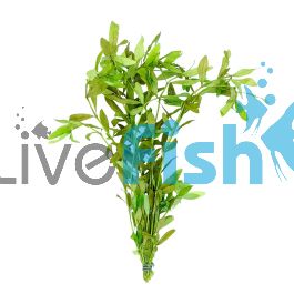 Hygrophila Sunset - Submersed - Pot "Delivered to your door in Australia''