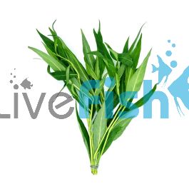 Blue Stricta "Delivered to your door in Australia''