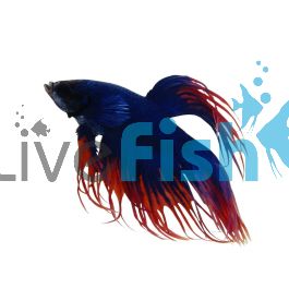 Male Betta Crown Grizzle Fancy Fighter 5cm