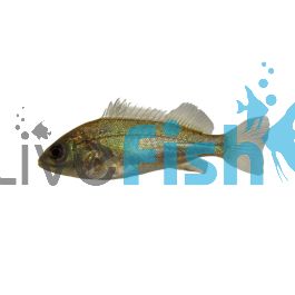 Jade Perch 4cm | Fast Delivery Australia-wide