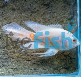 Longfin Oscar fish delivered to your door in australia