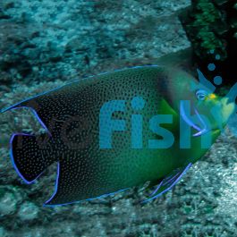 semicircle angelfish
