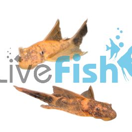 L/F Marble Bristlenose Catfish 3.5cm 'Delivered to your door in Australia'